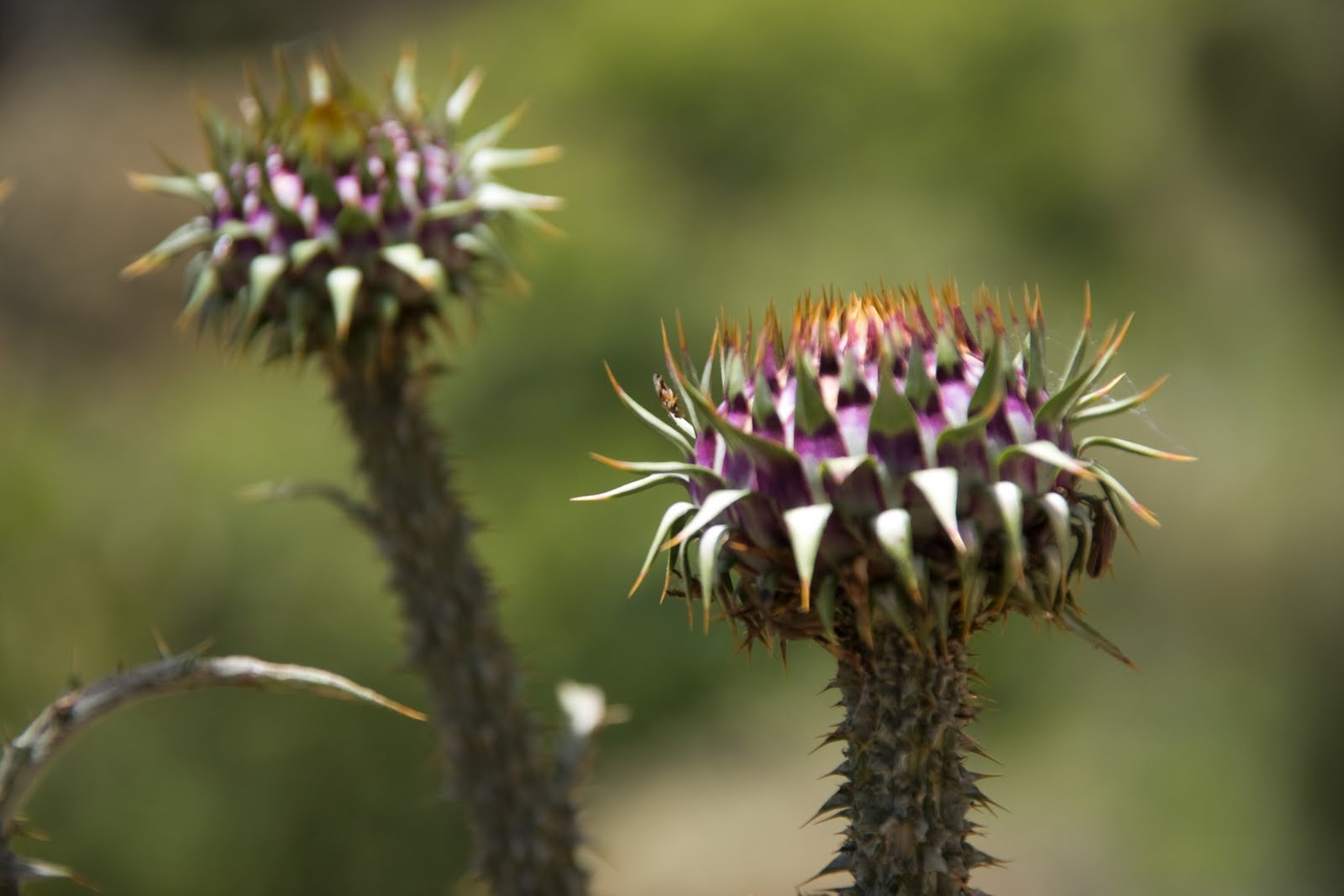 Gran Canaria "Un Paisaje por Descubrir" : La flor del cardo en Gran Canaria