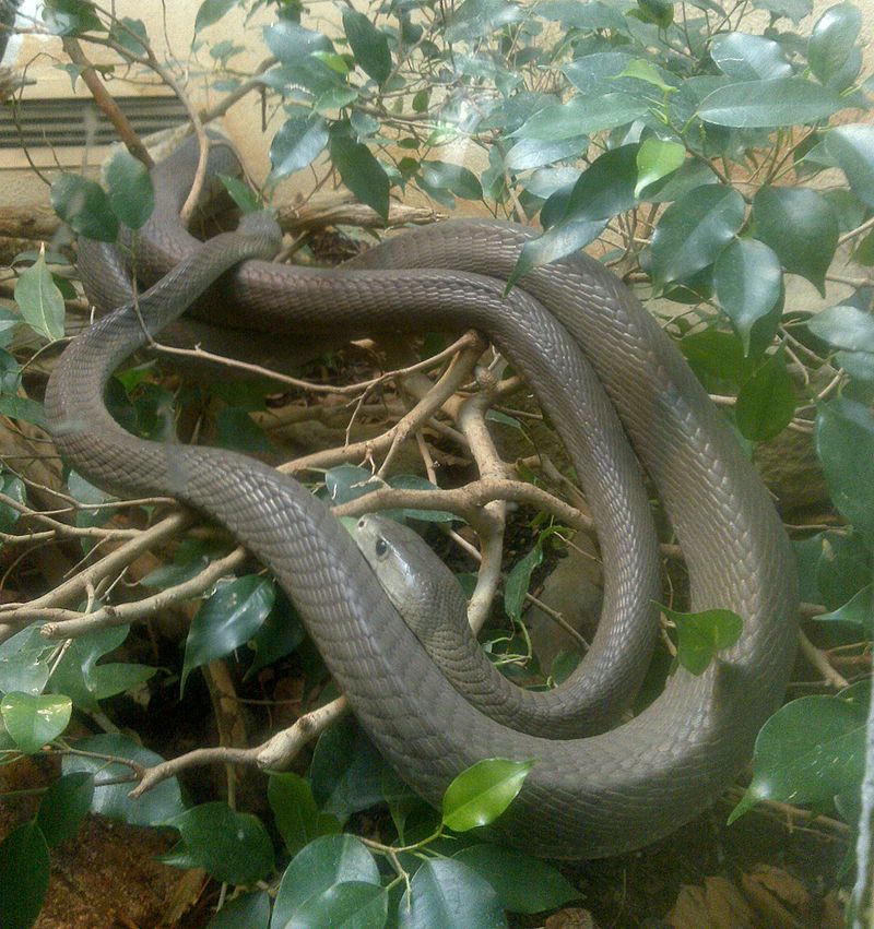 THE ANIMAL WILDLIFE: ULAR BLACK MAMBA