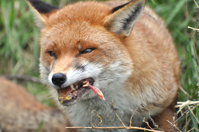 "Fox guarding the henhouse" nghĩa là gì?