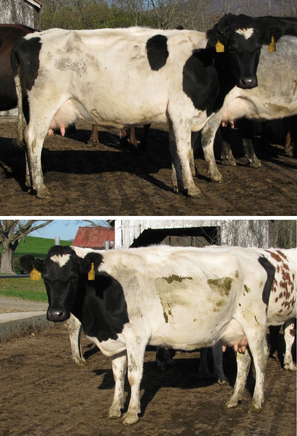 Amazing Grace Dairy: November 2012 Cows for Sale - SOLD (for the most part)
