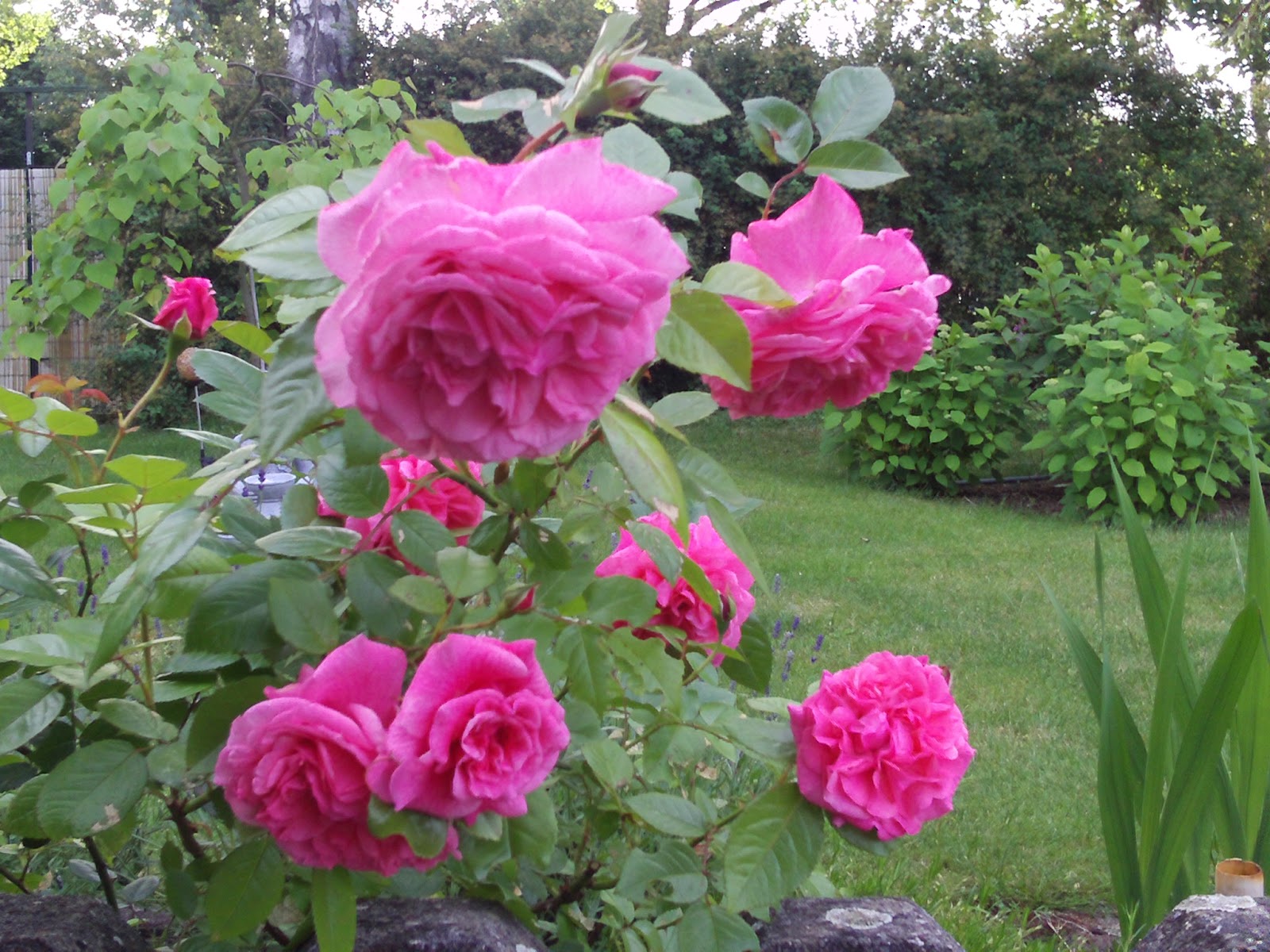 Zaide [2001 TV Movie] - mediagetfc