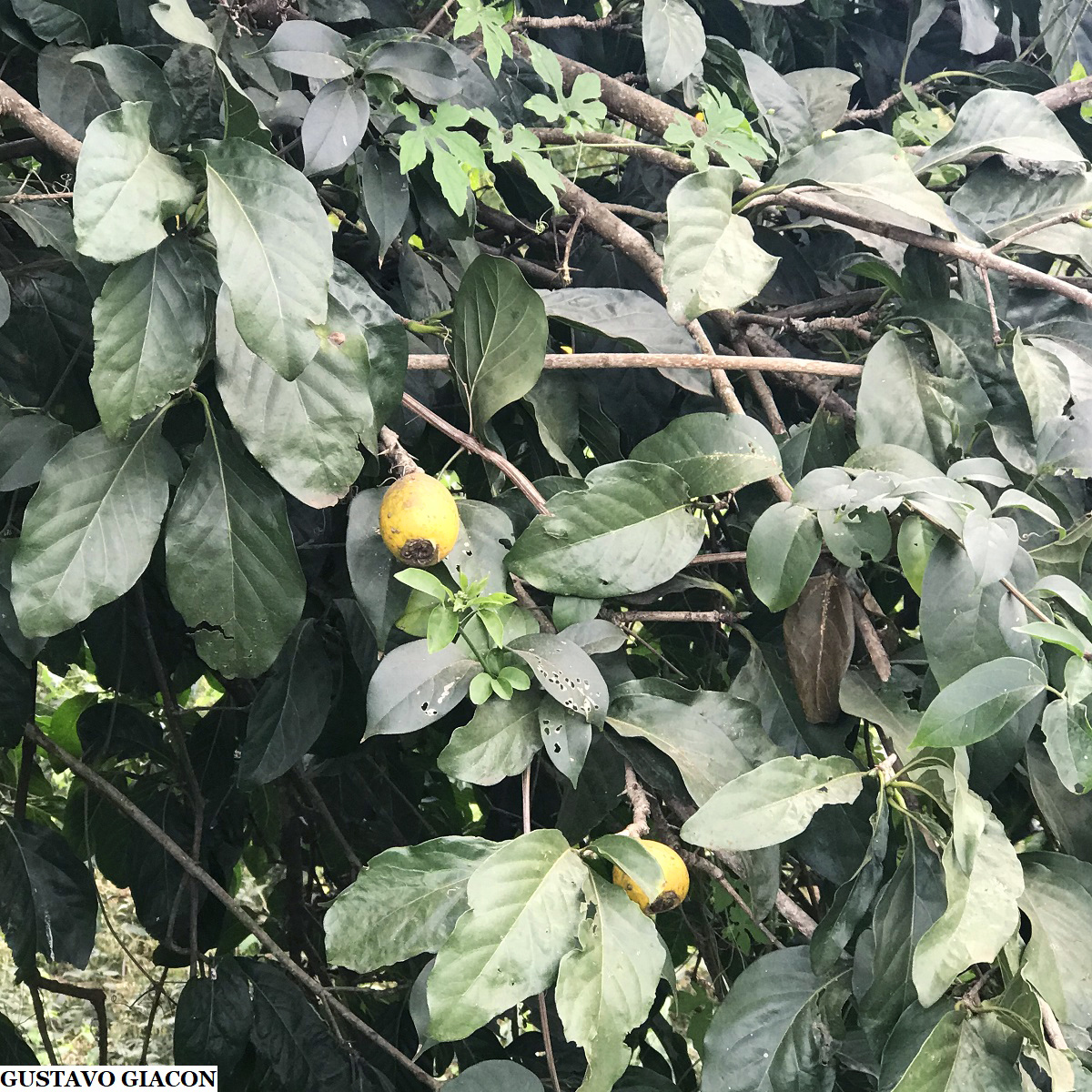 Viveiro Ciprest - Plantas Nativas e Exóticas: Limãozinho do Mato ( Randia ferox )