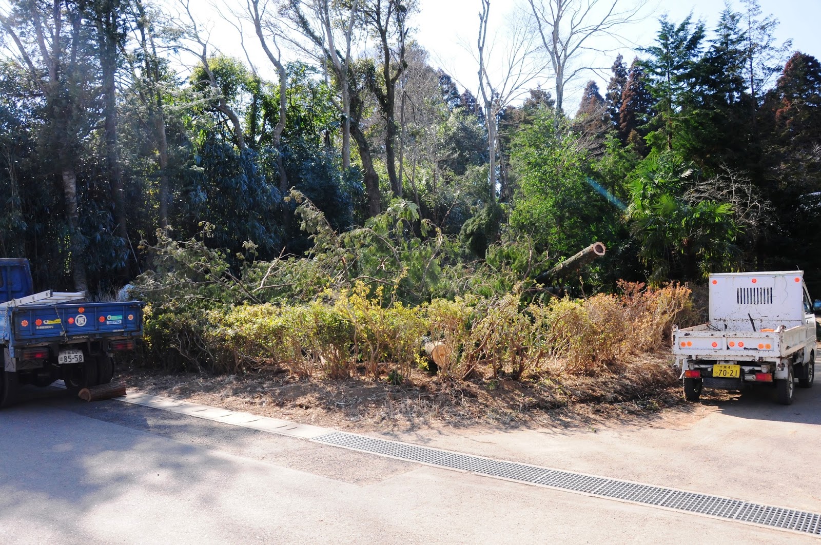 Our Japanese Eco-Kominka: East Side Tree felling in February 2013.