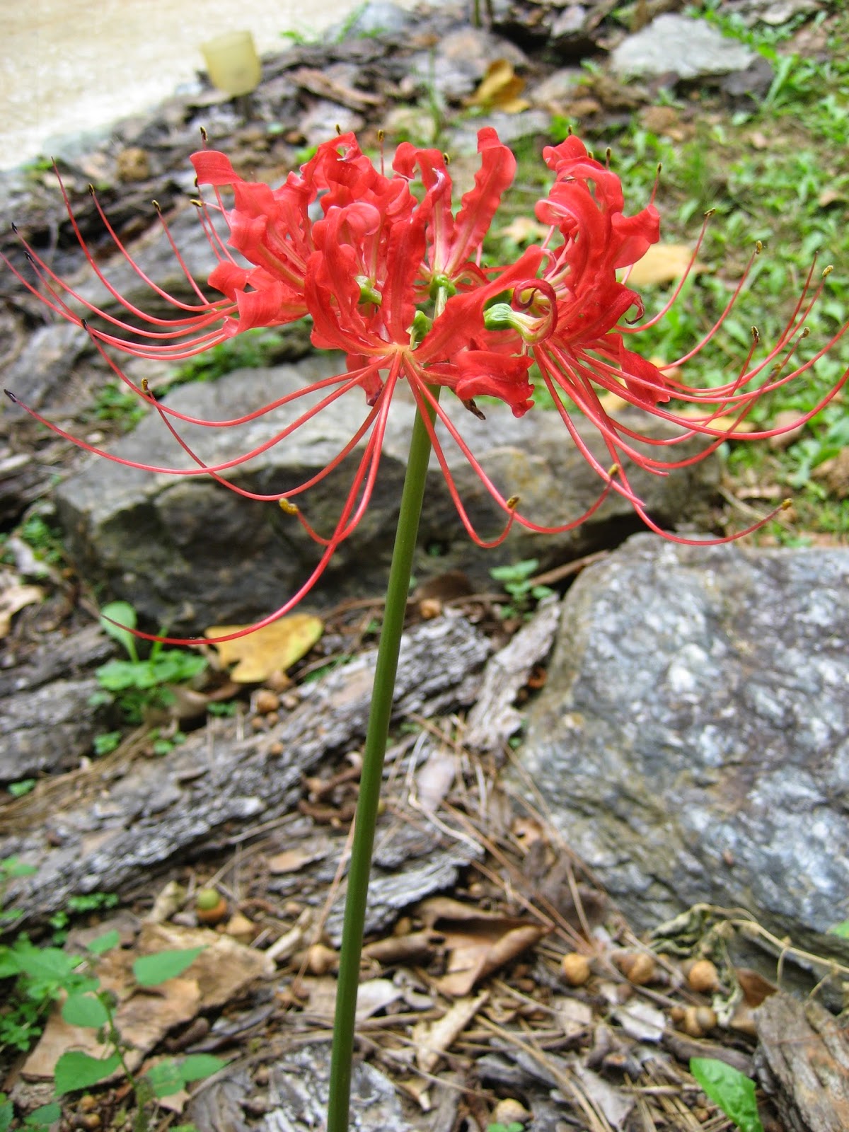 Discovering His Creation: Spider Lily, Hurricane Lilies (Lycoris radiata )