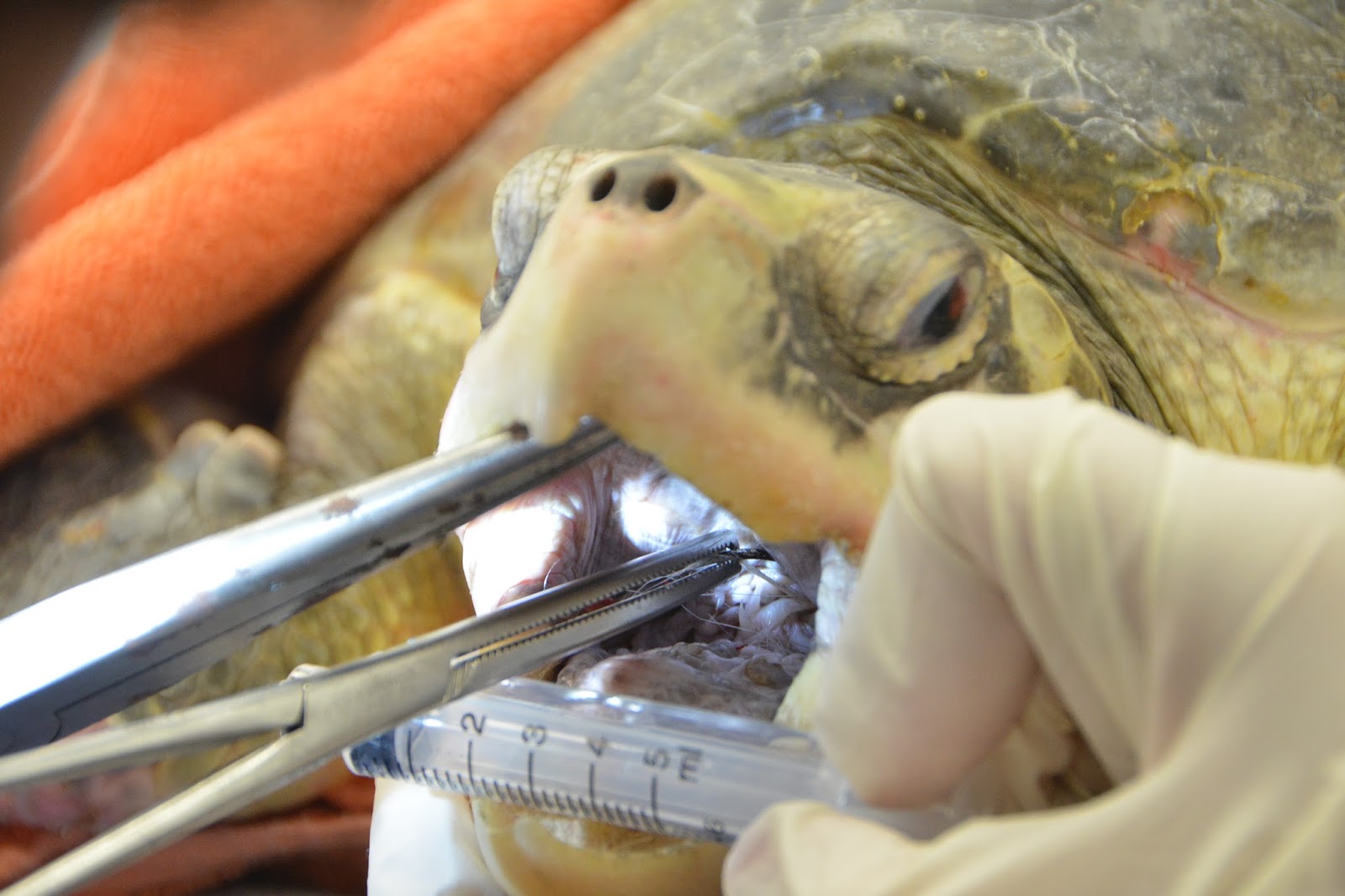 Sea Turtle Hospital: Nine Sea Turtles Admitted in the Last Month
