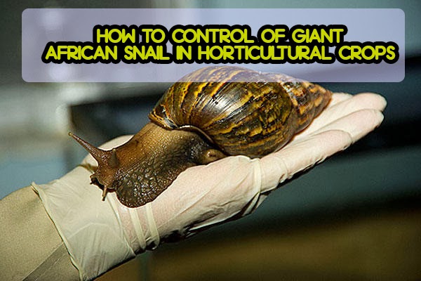Garden and Farms: How to Control of giant African snail in ...