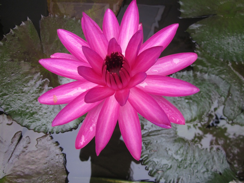 Water Lilly (Aambal) | KERALA NATURE AND AYURVEDA