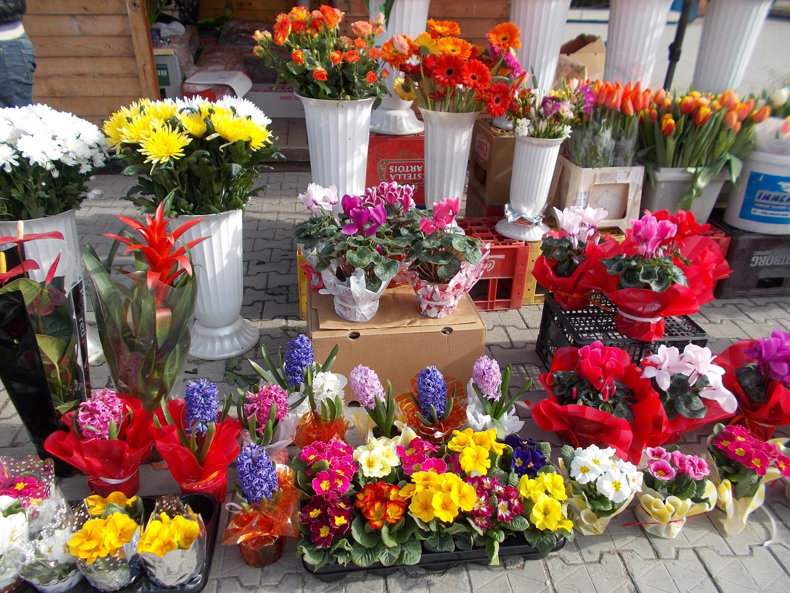 Floarea -bunica: Flori de primavara