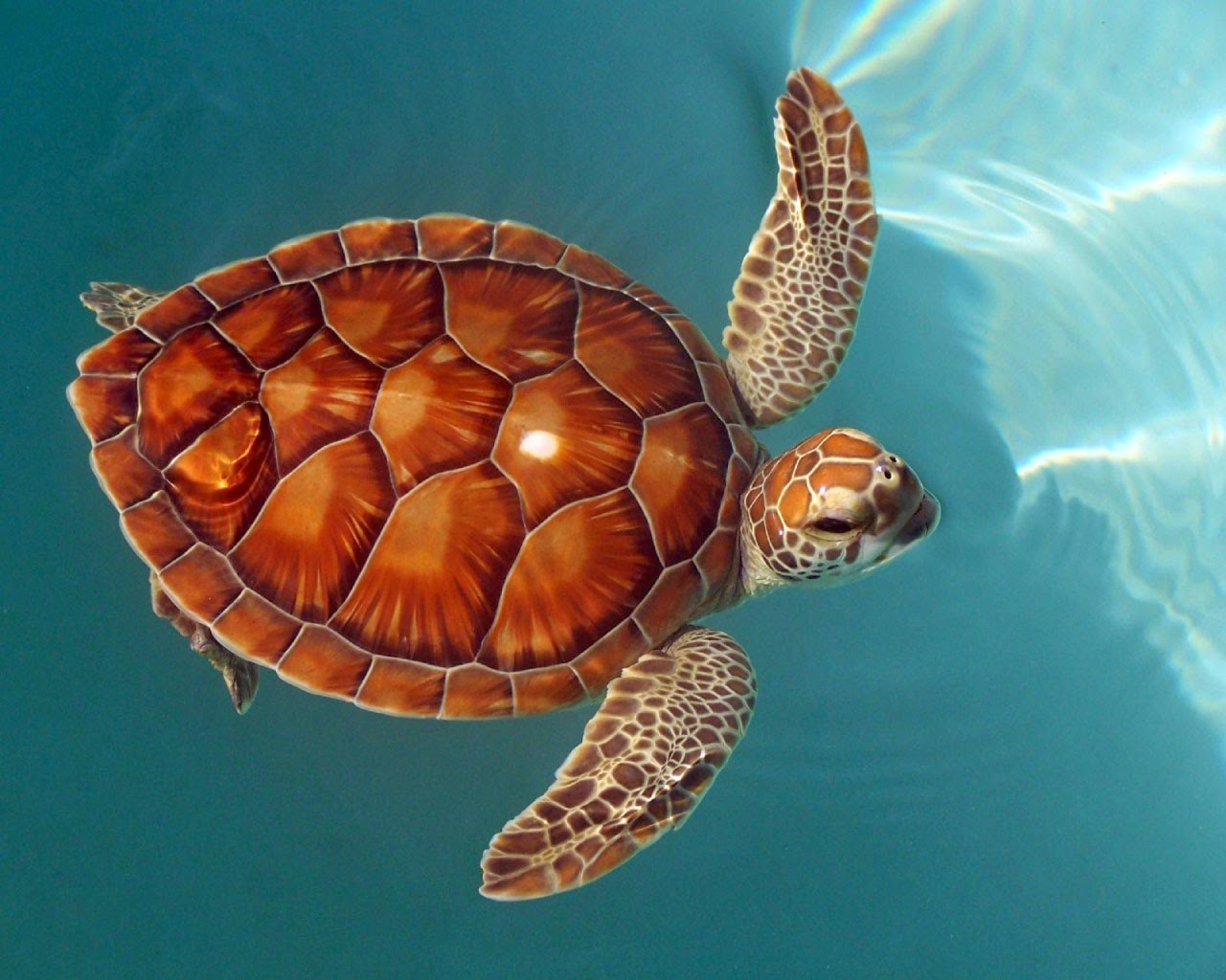 Sea Turtle - HD Wallpapers | Earth Blog