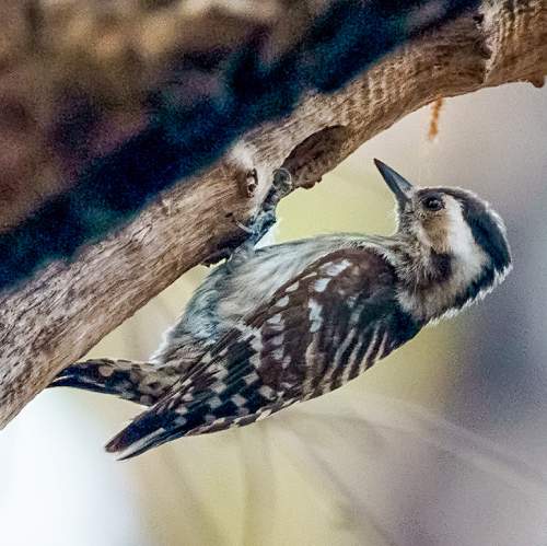 Grey-capped woodpecker photos | Birds of India | Bird World