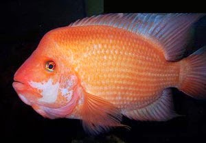 Midas Cichlid (Amphilophus citrinellus)