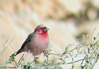 My Travels,My Experiences: National Bird of Jordan