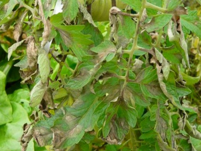 INRAA VEILLE SCIENTIFIQUE: Comment lutter contre le mildiou de manière ...