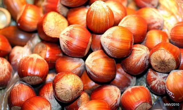 Una història d’avellanes i dels “colliters d’avellanes”