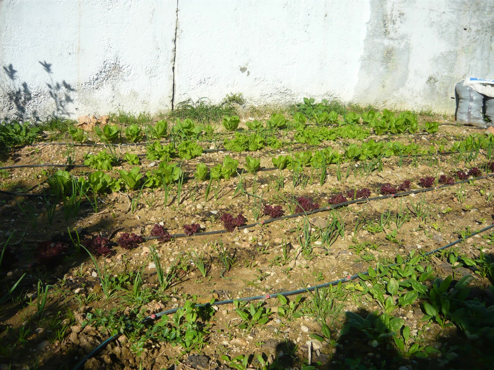 ΣΧΟΛΙΚΟΙ ΛΑΧΑΝΟΚΗΠΟΙ : ΟΙ ΚΗΠΟΙ ΤΩΝ ΣΧΟΛΕΙΩΝ ΤΗΣ Δ/ΣΗΣ Β/ΘΜΙΑΣ ΕΚΠ/ΣΗΣ ...