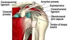Supraspinatus+tendinosis+definition.jpg