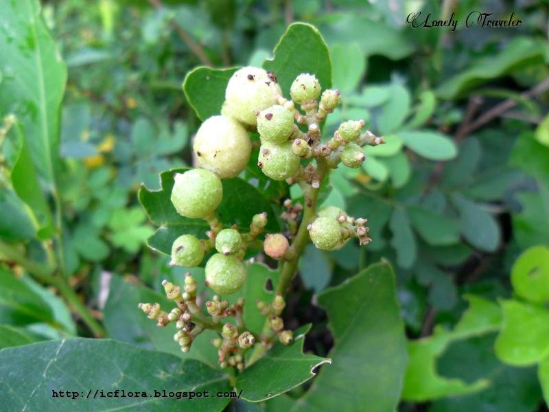 Gin berry - Glycosmis pentaphylla
