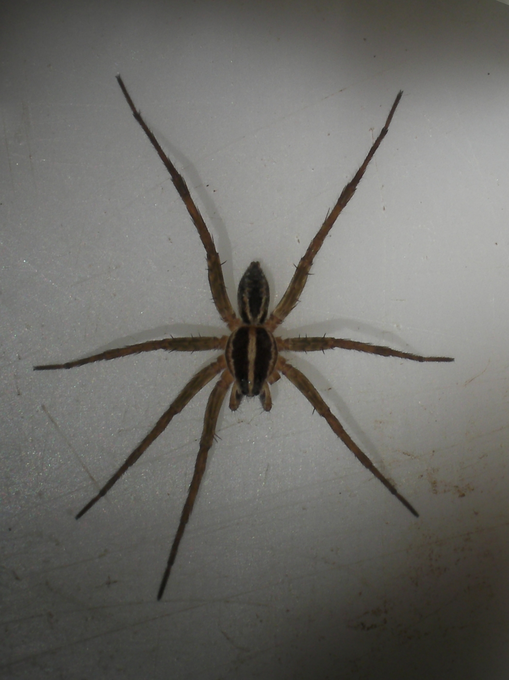 Quaoar Power Zoo: wolf spider (Hogna brunnea?) - Montezuma, Costa Rica