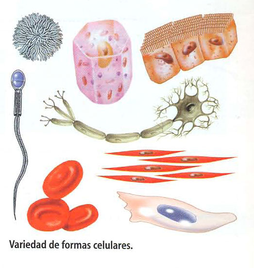 BIOLOGÍA SAN JOSÉ: LA CÉLULA