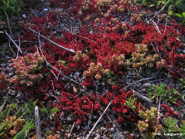 Flora Belalcazarensis: El 'musgo rojo' no es un musgo.