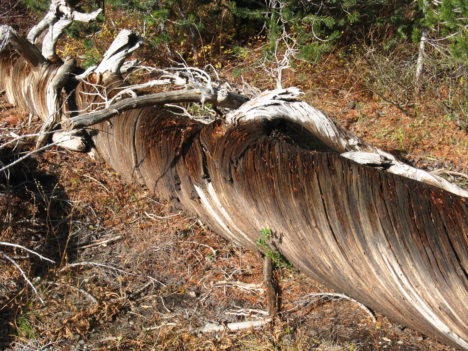 Trees of Santa Cruz County: Dead Trees