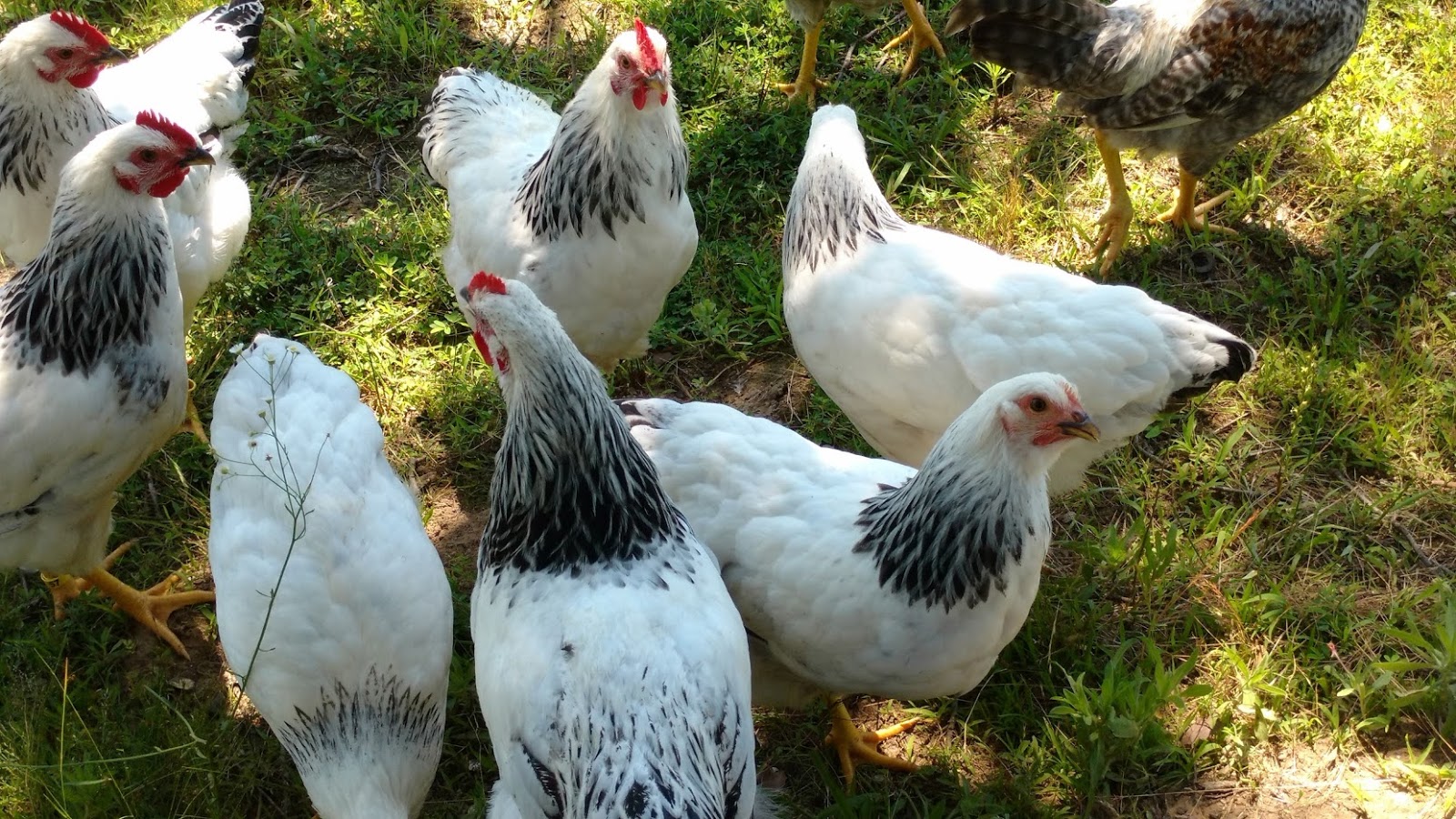 Hickory Haven's Family Farm: Chickens