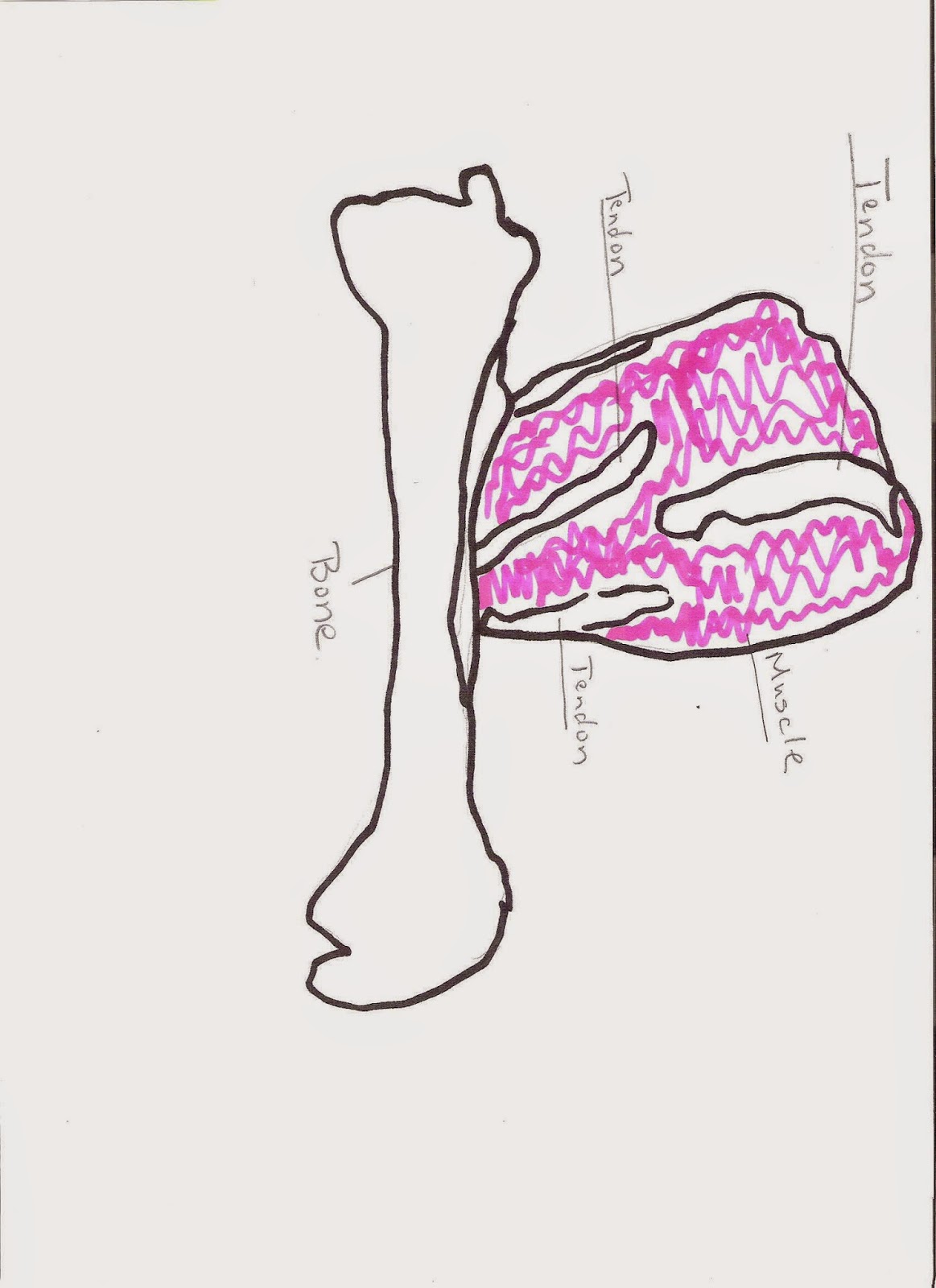 Walls Bio 156 Human Biology: Lab 5 Chicken Leg Dissection