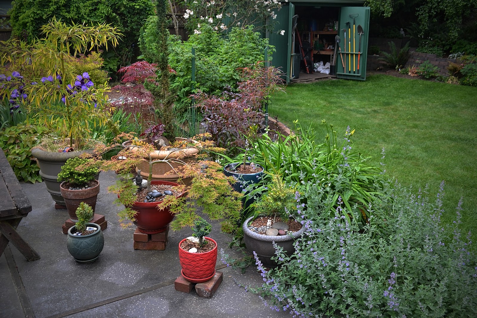 The Outlaw Gardener: An invitation to a North Seattle Garden