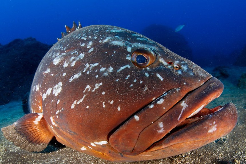 Na Ponta da Língua: Registramos a garoupa