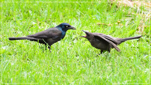 Prairie Nature: Common Grackle feeding young Grackle in Regina backyard