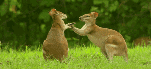Andy foto natura: Gif de animales
