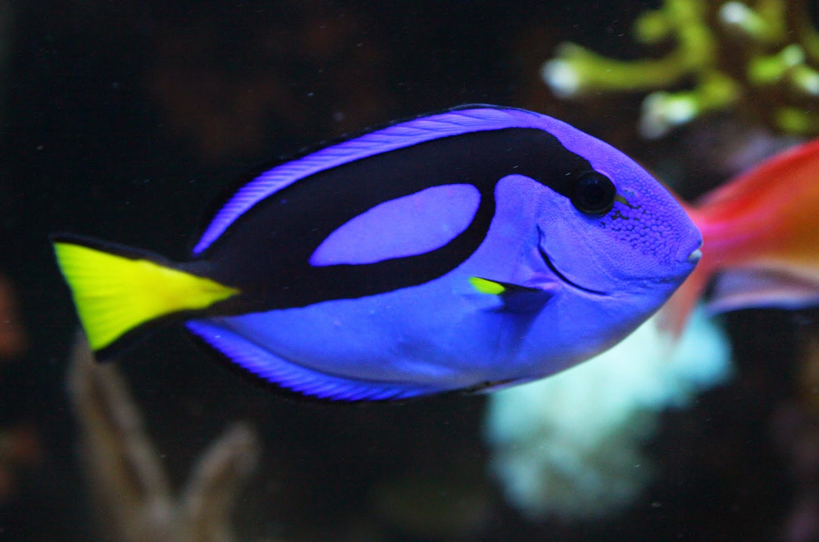 Cool Fish Backgrounds - Wallpapers for Desktop