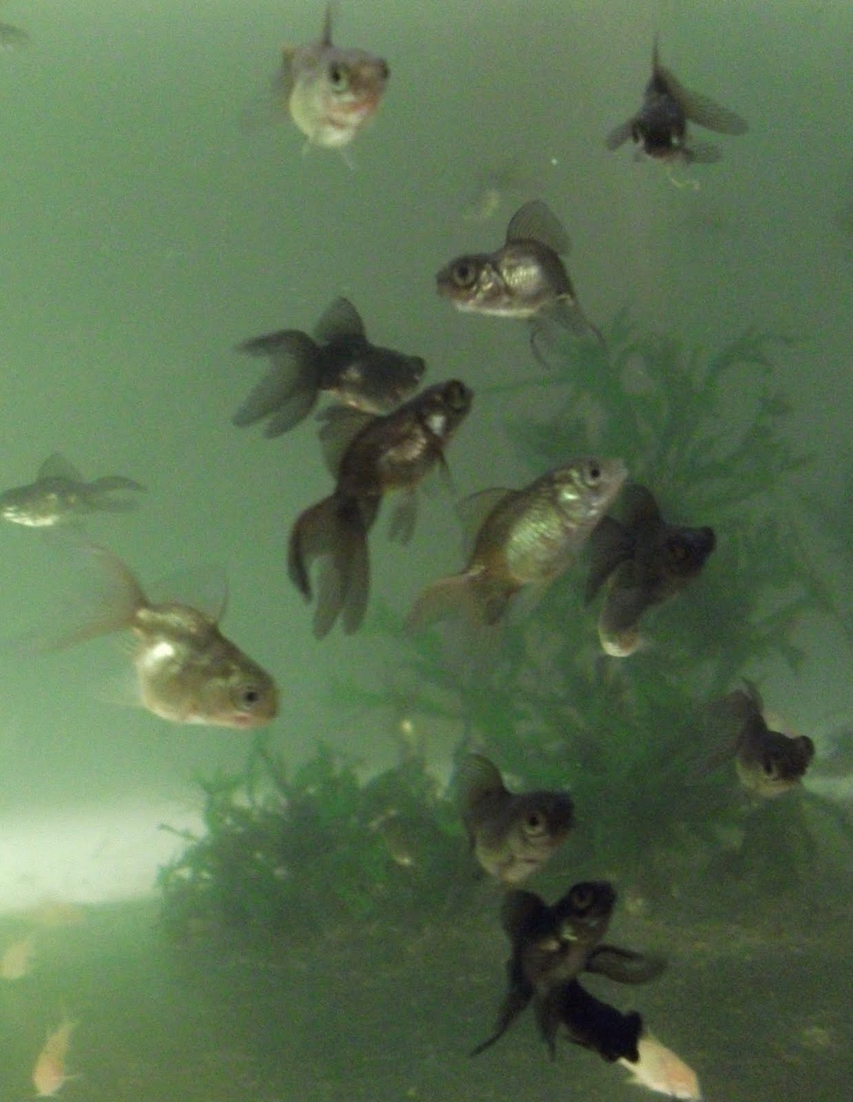 AQUARIUM BOUTIQUE: CARAS NEGRU TELESCOP