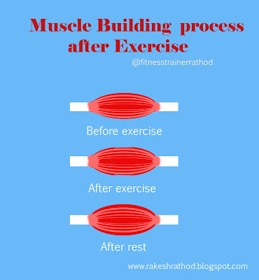 Muscle Building Process After Exercise
