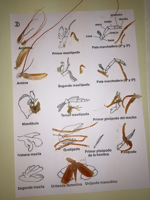 Disección de una gamba