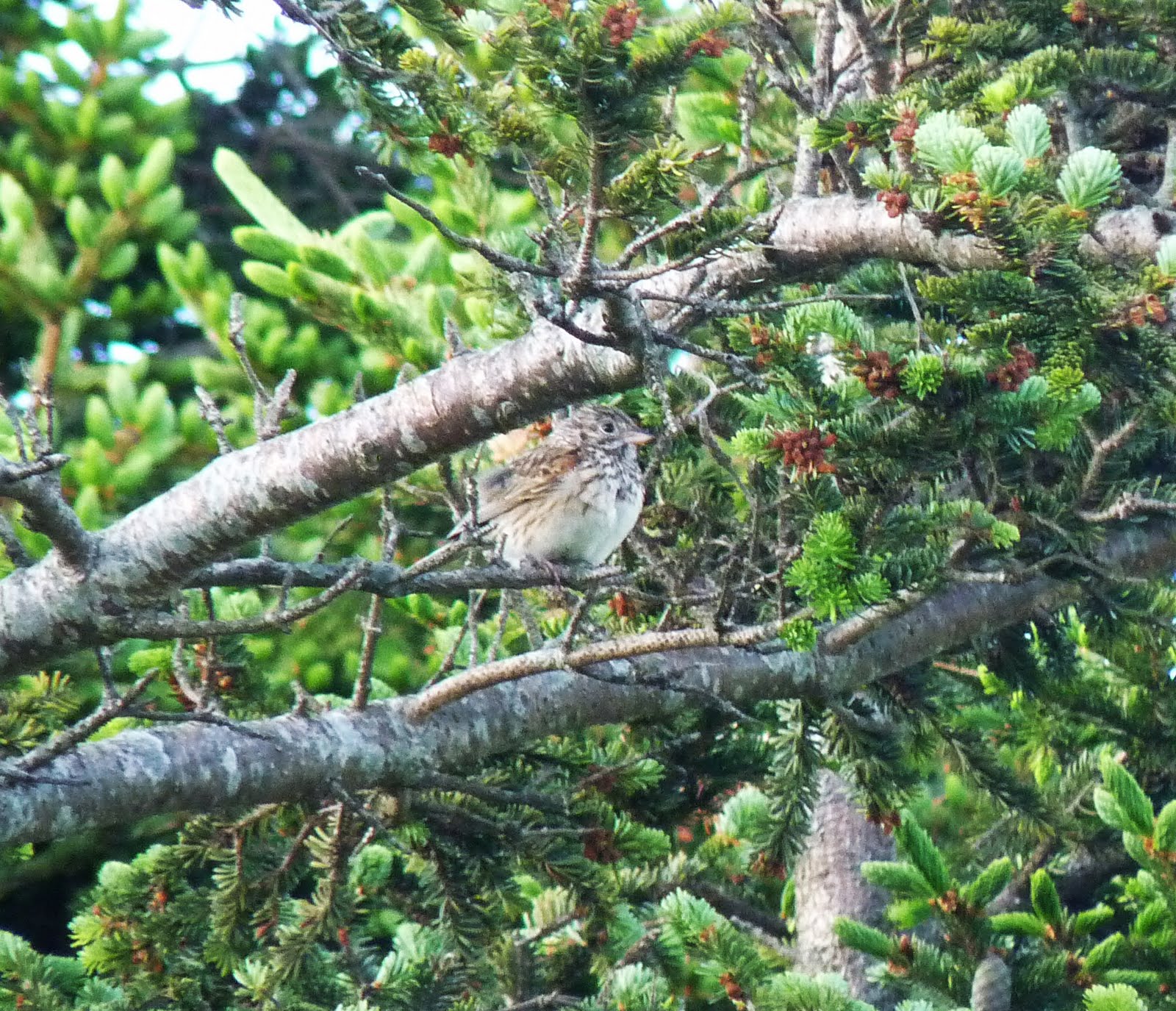 Birds on the brain: Birding the Blue Ridge Mountains
