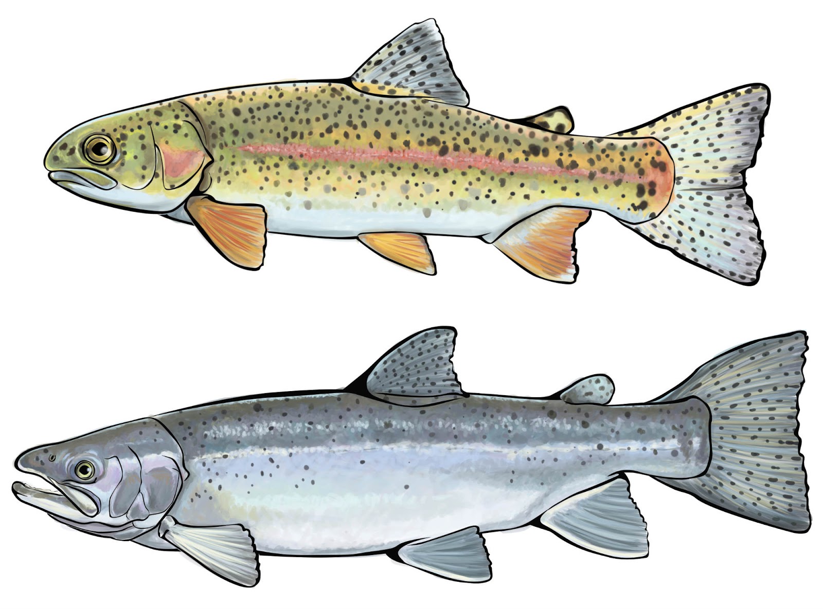 Environment, Law, and History: The law and species classification