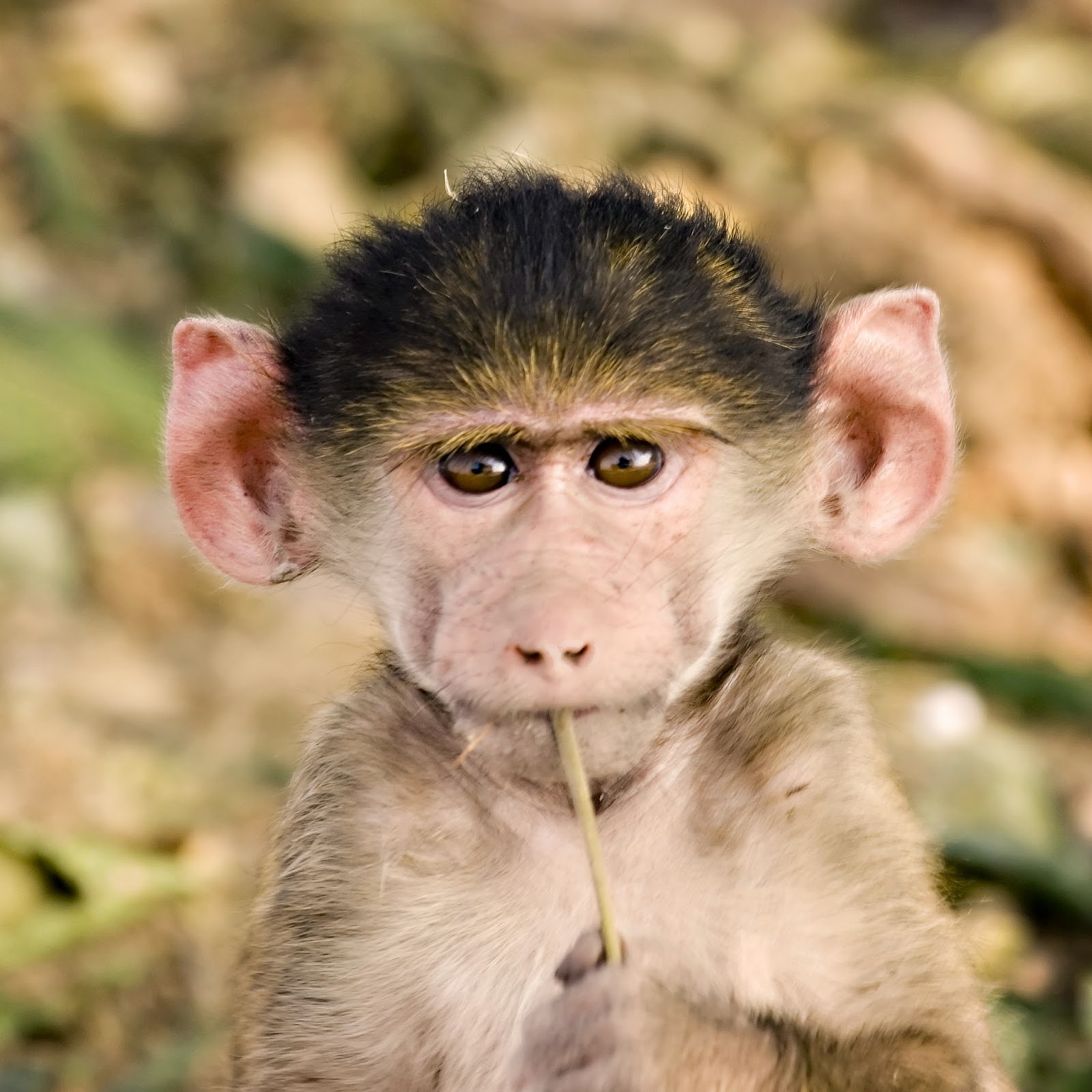 ΚΥΝΟΠΙΘΗΚΟΙ (BABOONS) photos - wallpapers | the fun bank