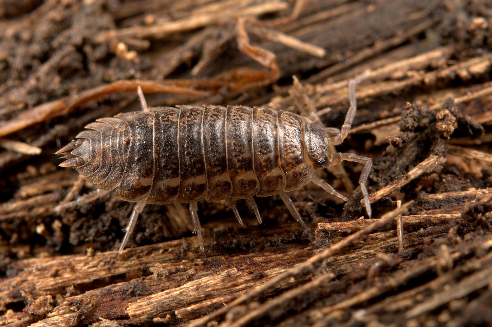 Natureza, Perfeição sem tamanho...