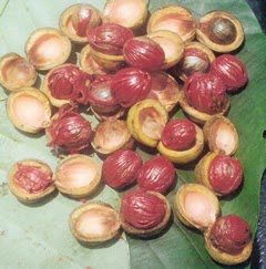 Rainforest Chica: 2014