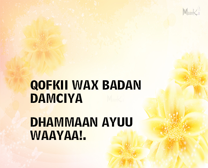 Sheeko Xikmad + Qosol Leh! | Xikmado