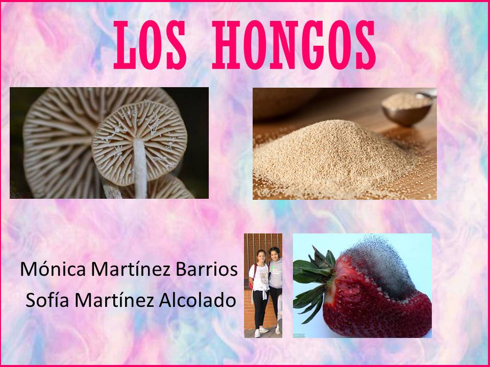 Cosas de niños para la escuela: HONGOS: HONGOS CON SETAS, MOHOS Y ...