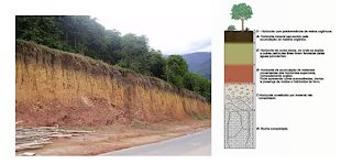Estudo das propriedades do solo: Perfil do solo: horizontes