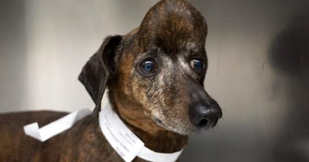 What's Creative?: A Lucky Pup With a New Skull Thanks to a Creative Vet