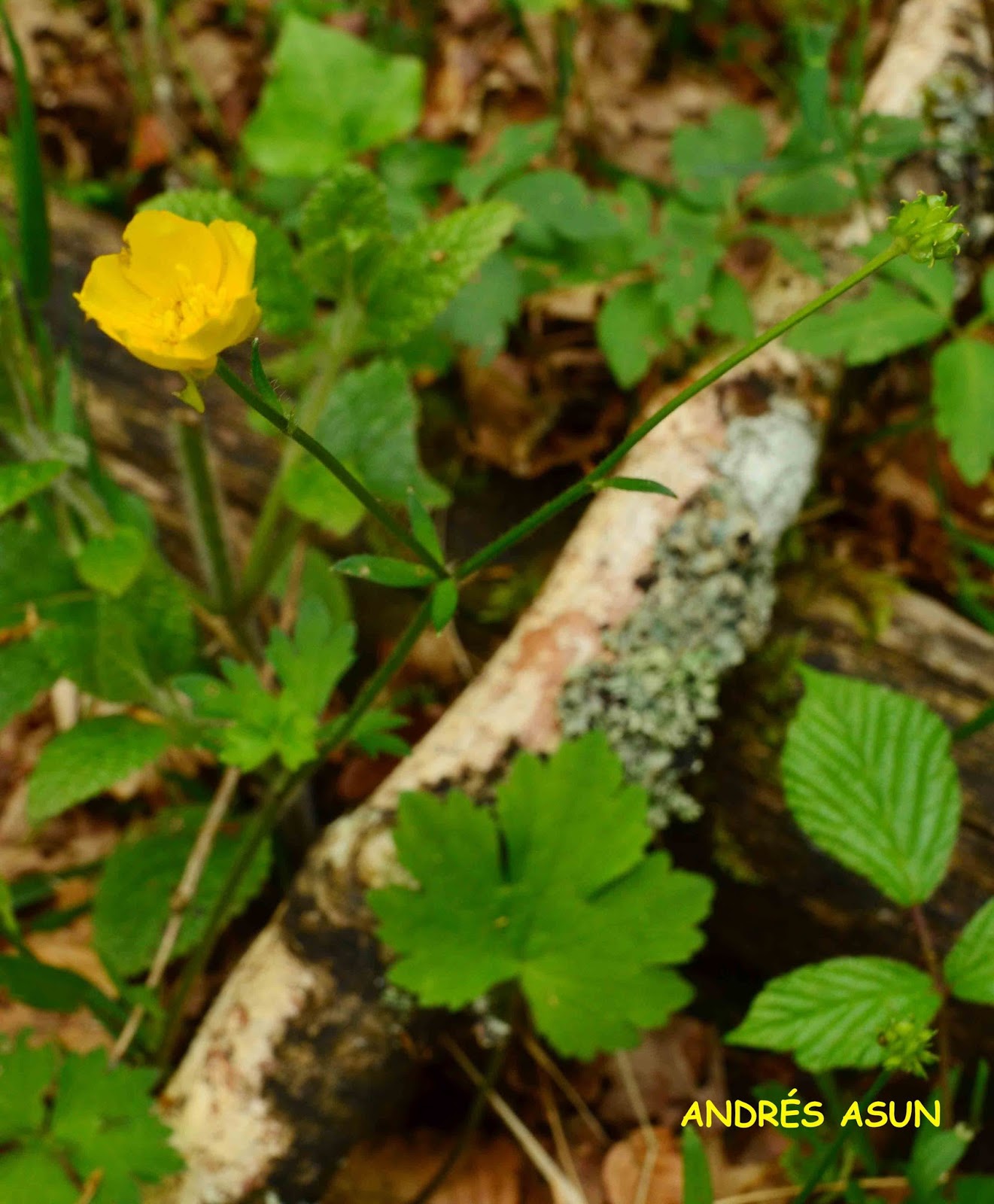 Flores silvestres de la Cordillera Cantábrica: RANUNCULACEAS ...