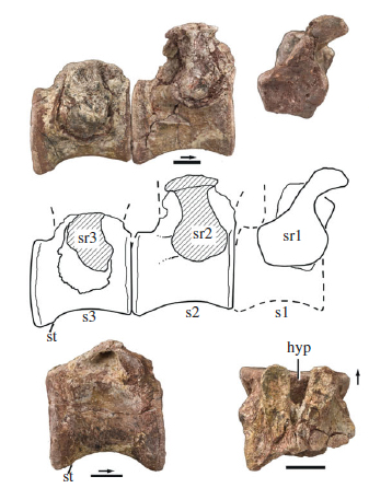 Sciency Thoughts: The first Dinosaur?