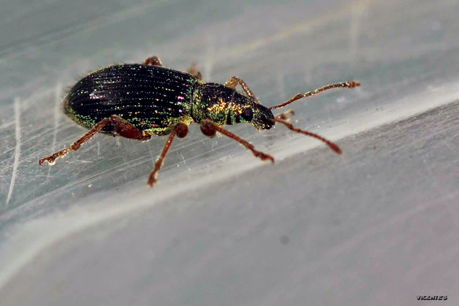 Fauna silvestre de Hormaza: Polydrusus formosus