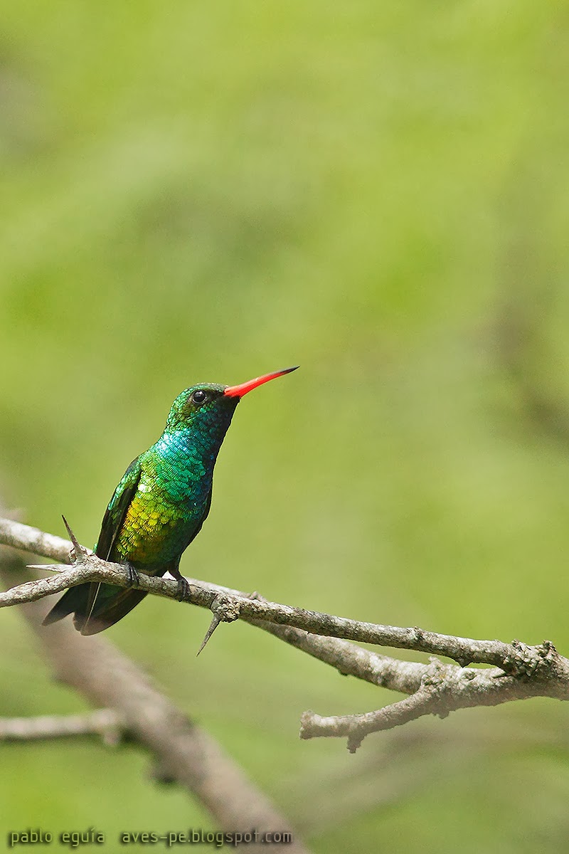 mis fotos de aves: Chlorostilbon lucidus Picaflor Verde Glittering ...
