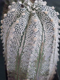 The cactus and Succulent Society of Malta