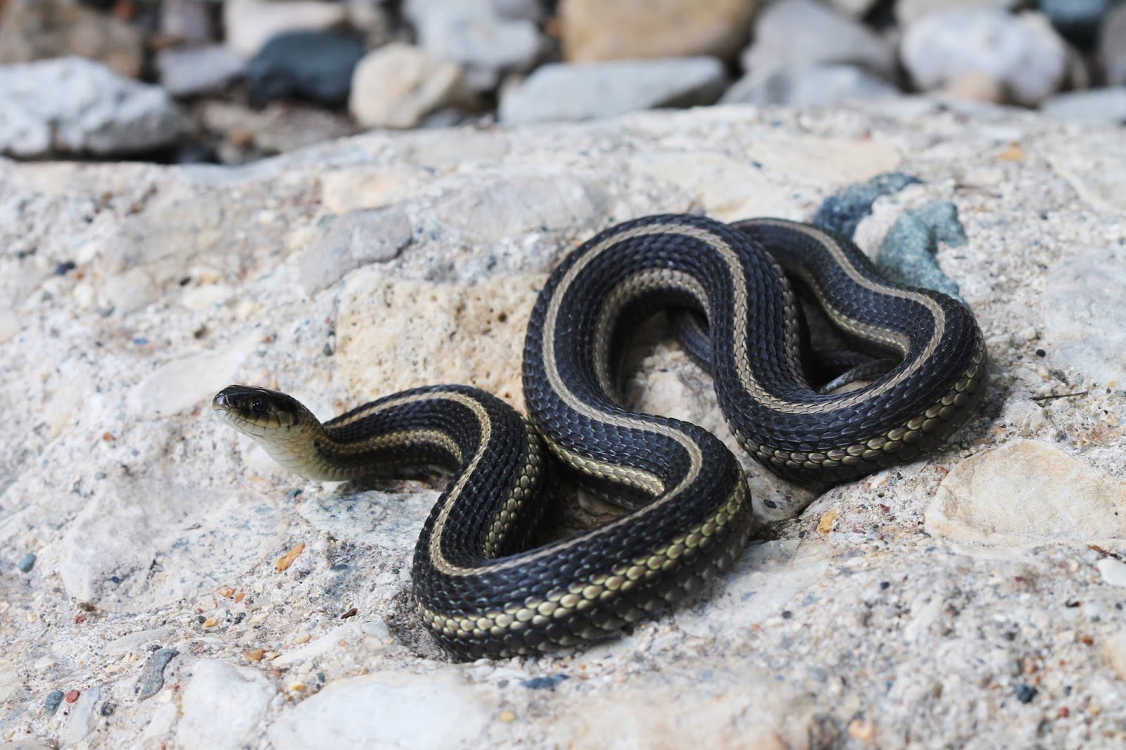 Chicago Nature Blog: The Butler's garter snake